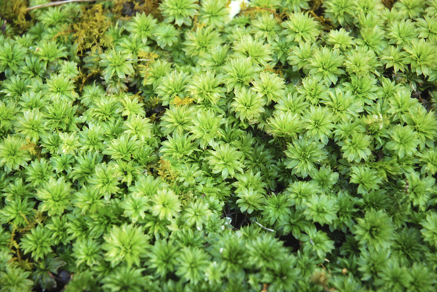 Moss Gardening Must-Knows from The Magical World of Moss Gardening ...
