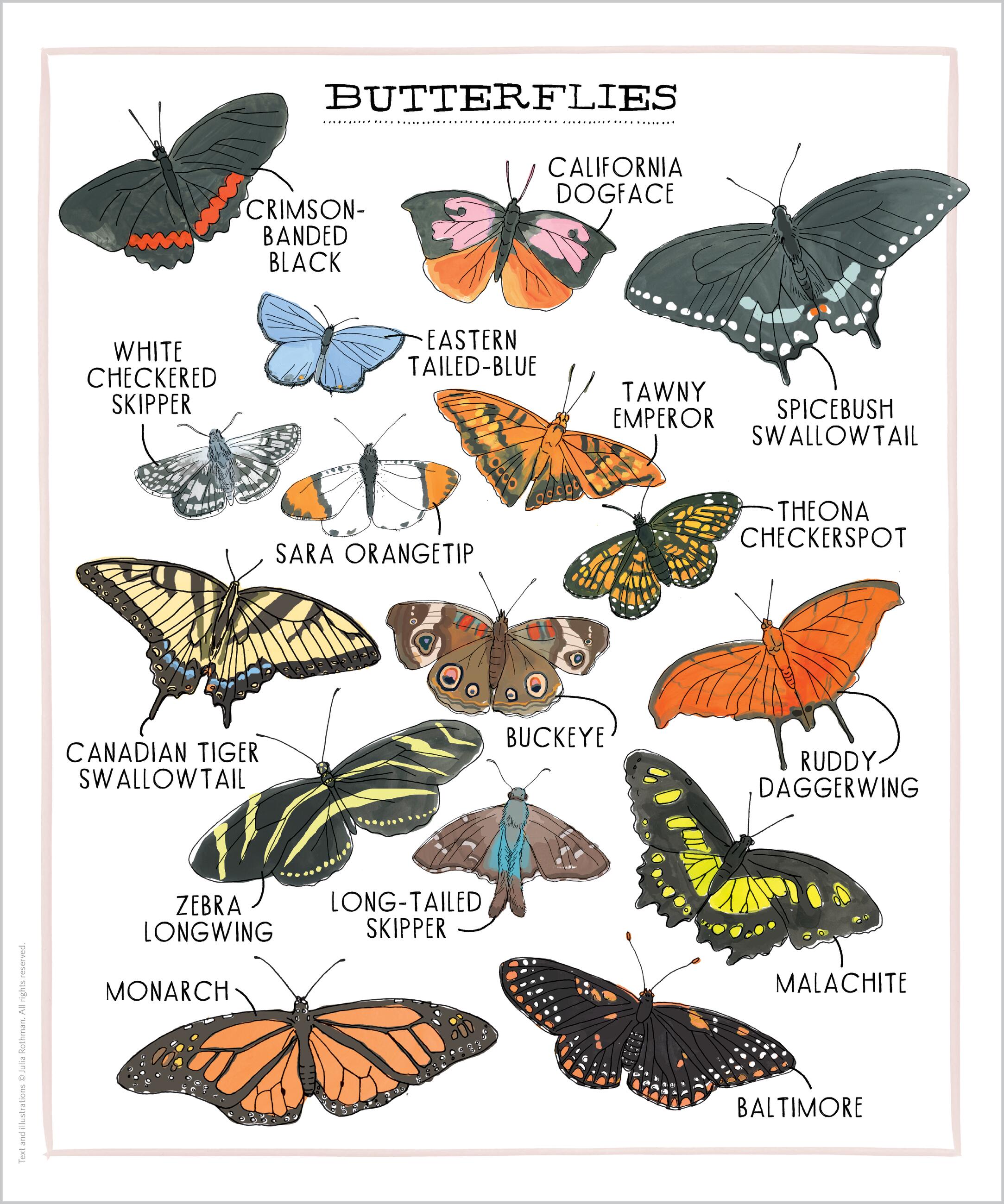 Nature Anatomy Posters by Julia Rothman | Hachette Book Group