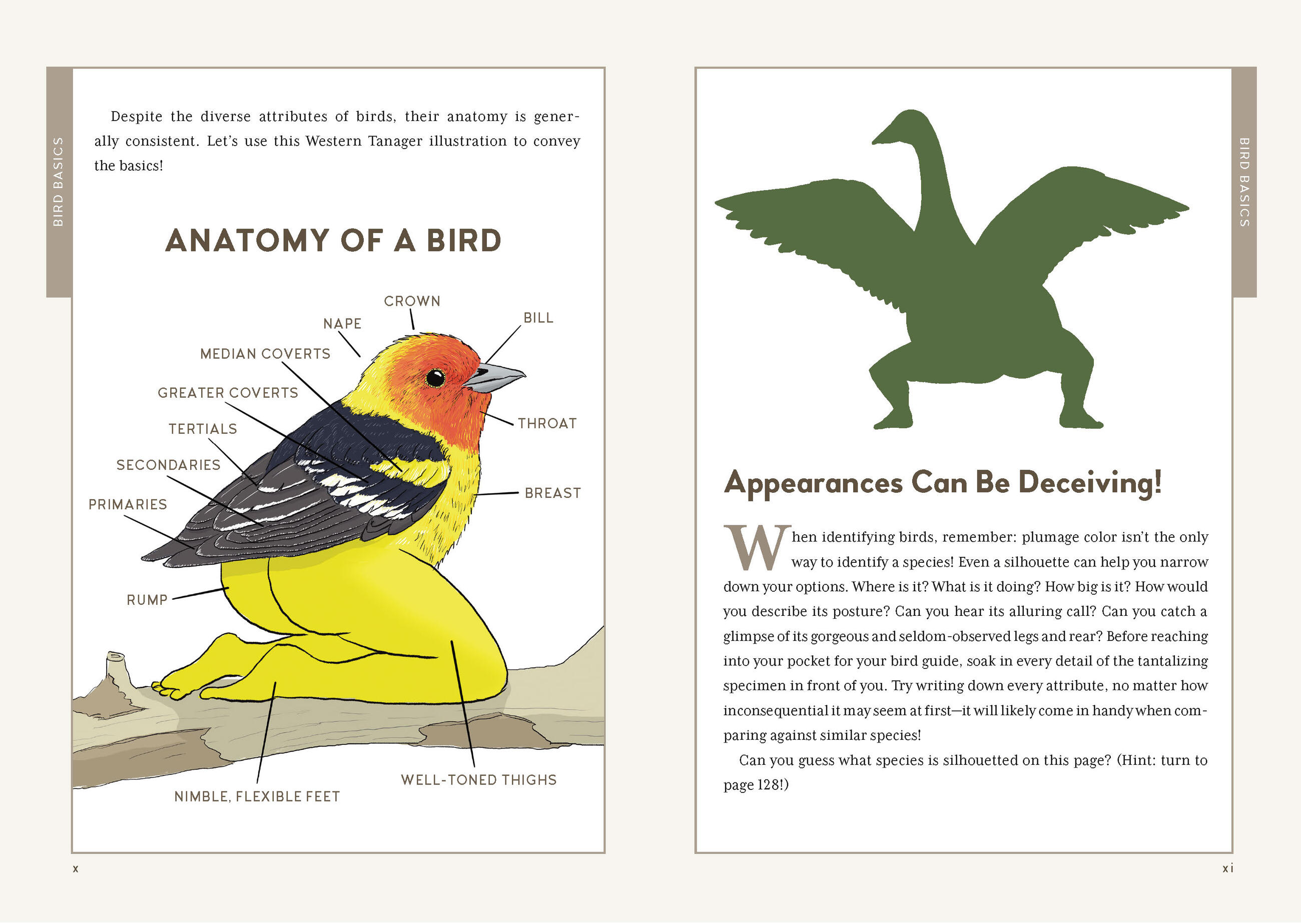 Extremely Accurate Birds by Tommy Siegel | Hachette Book Group