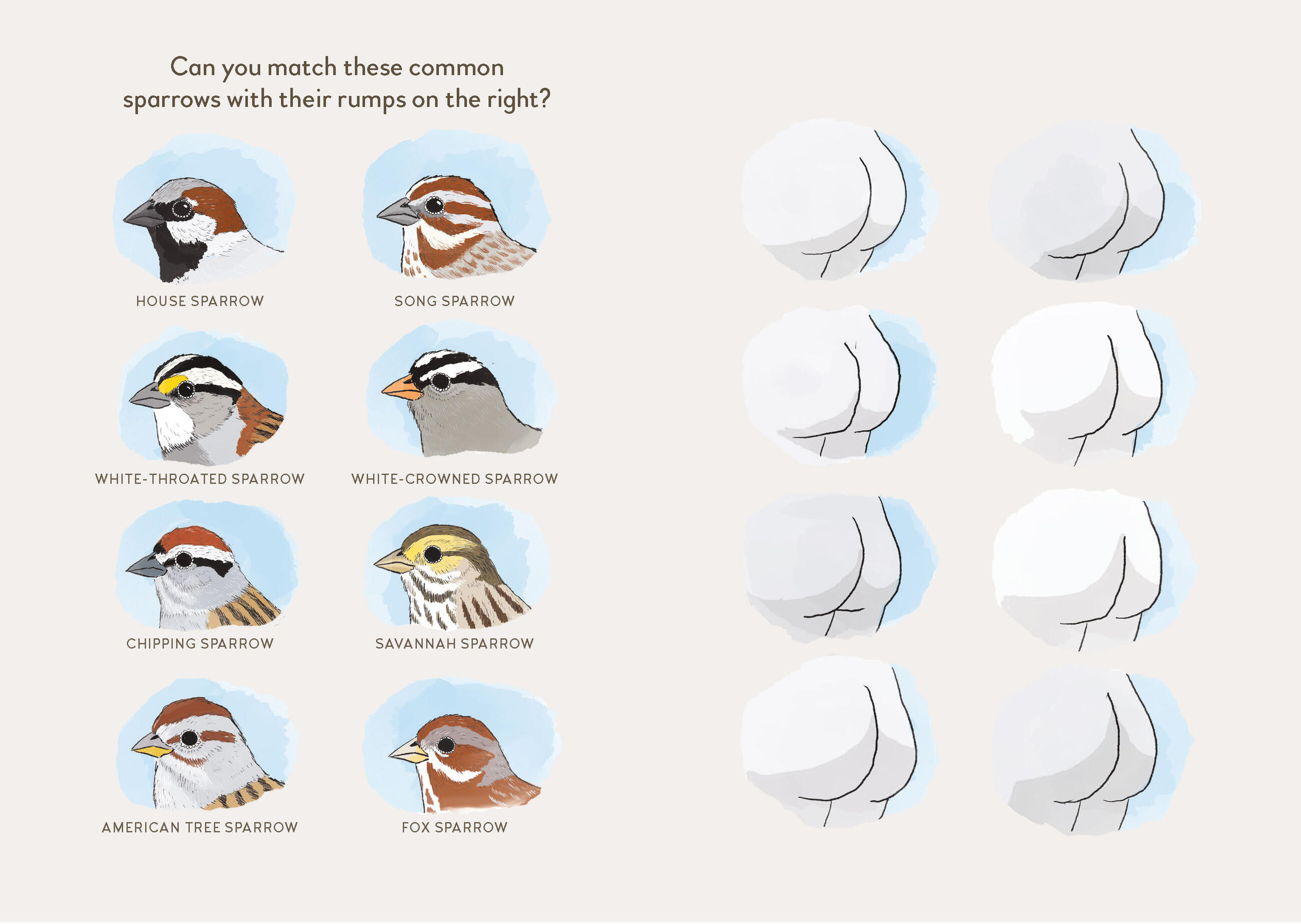 Extremely Accurate Birds by Tommy Siegel | Hachette Book Group