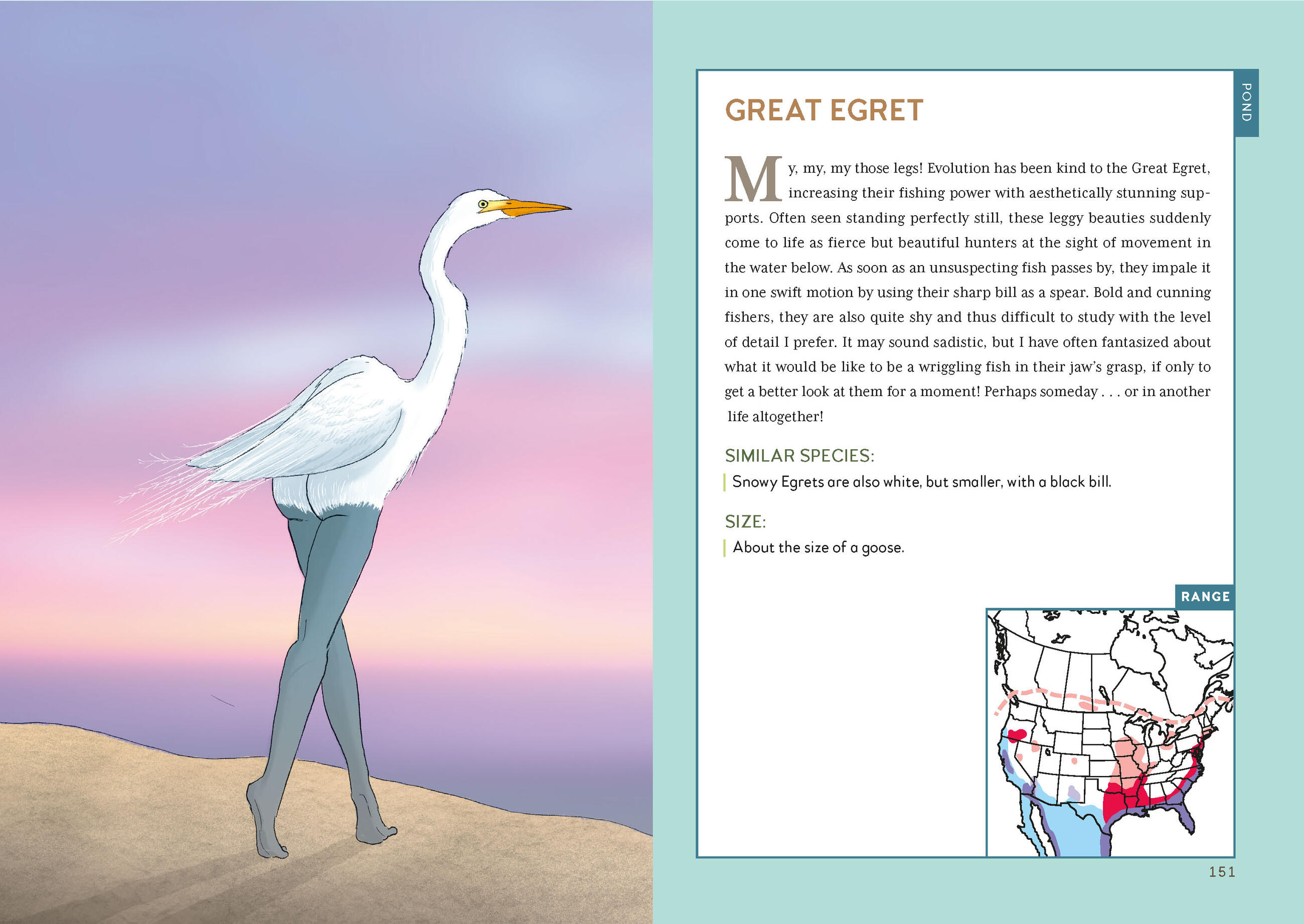 Extremely Accurate Birds by Tommy Siegel | Hachette Book Group