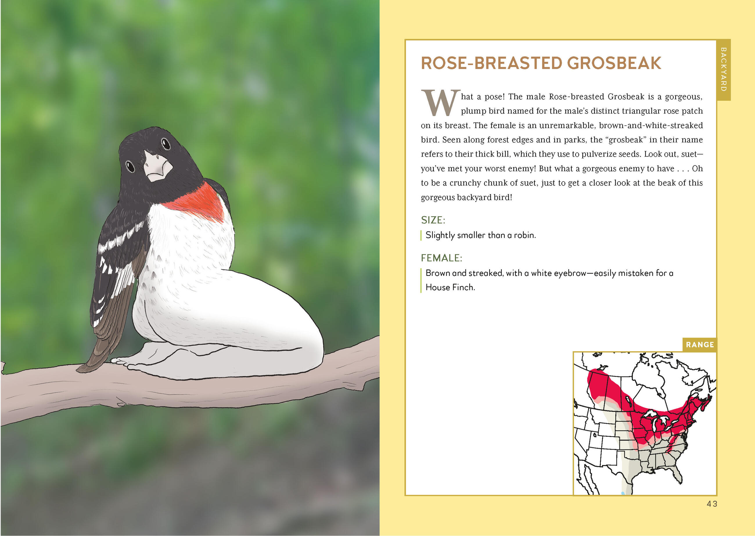 Extremely Accurate Birds by Tommy Siegel | Hachette Book Group