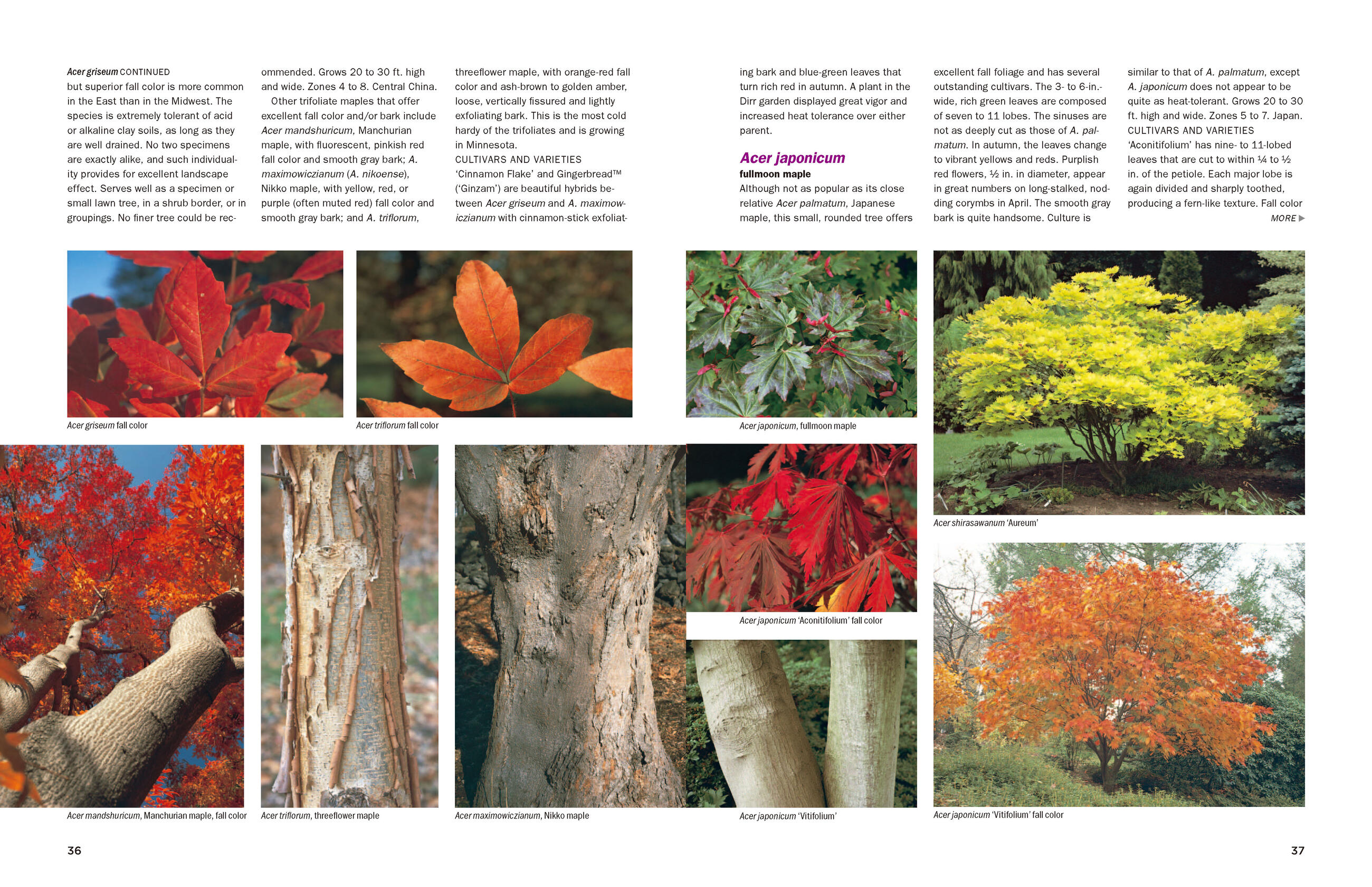 Dirr’s Encyclopedia of Trees and Shrubs by Michael A. Dirr | Hachette ...