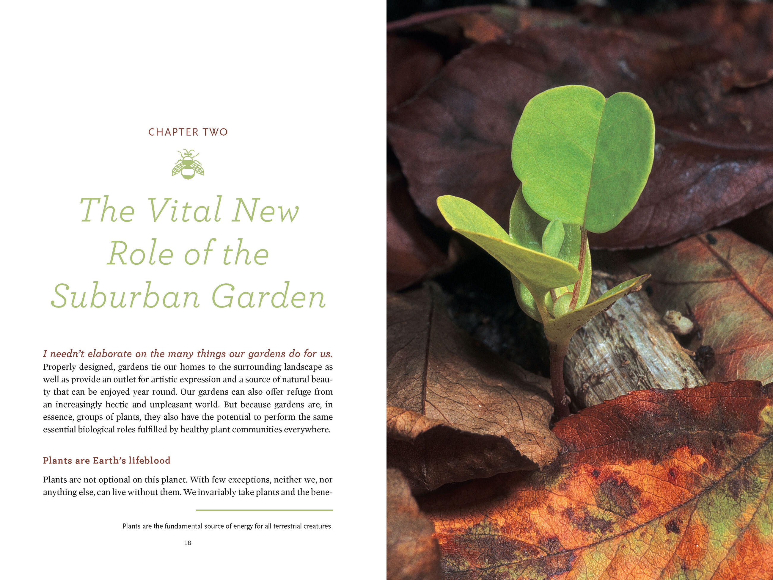 Bringing Nature Home by Douglas W. Tallamy & Rick Darke | Hachette Book ...