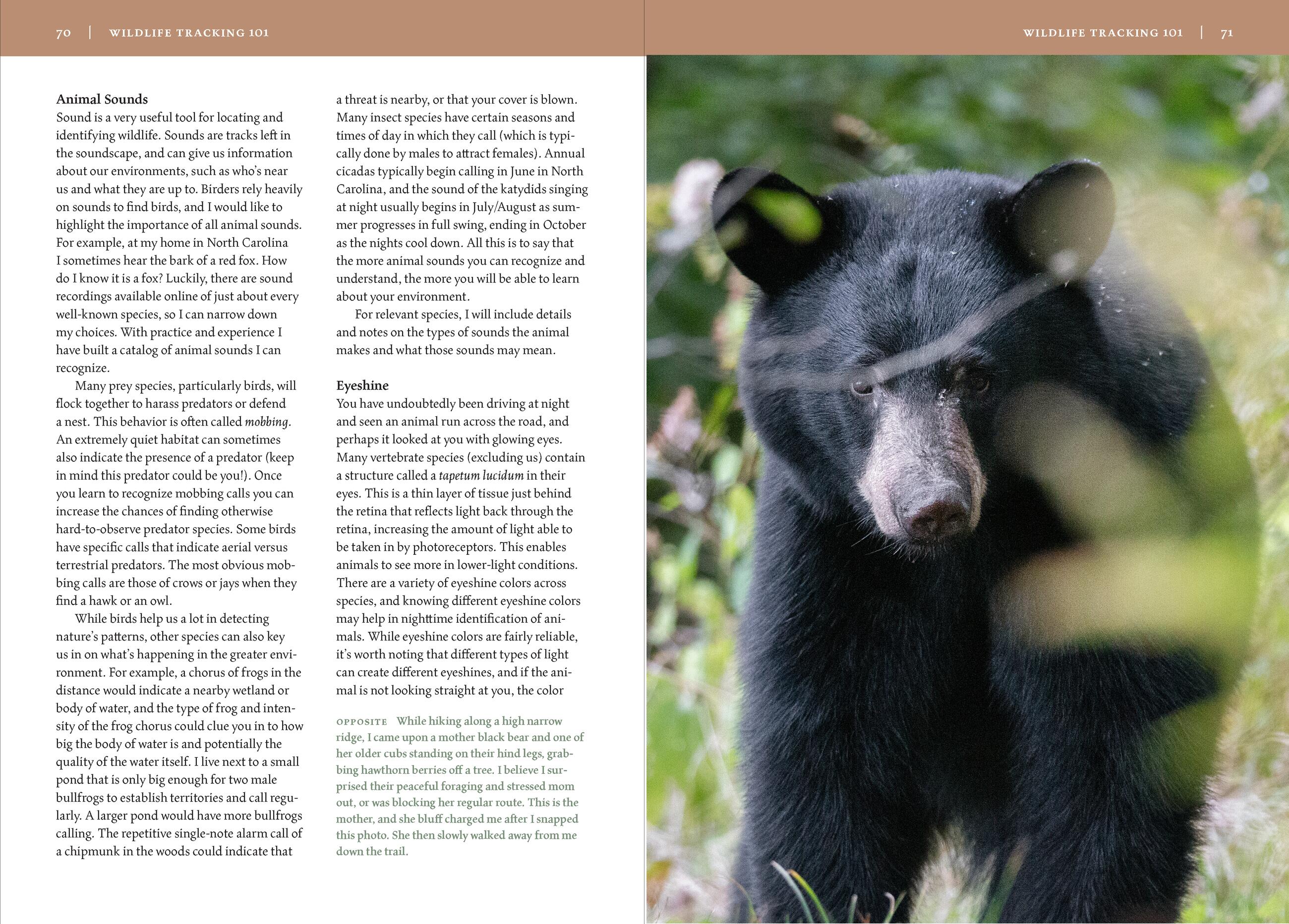Wildlife of the Southeast by Sam Giovanetti | Hachette Book Group
