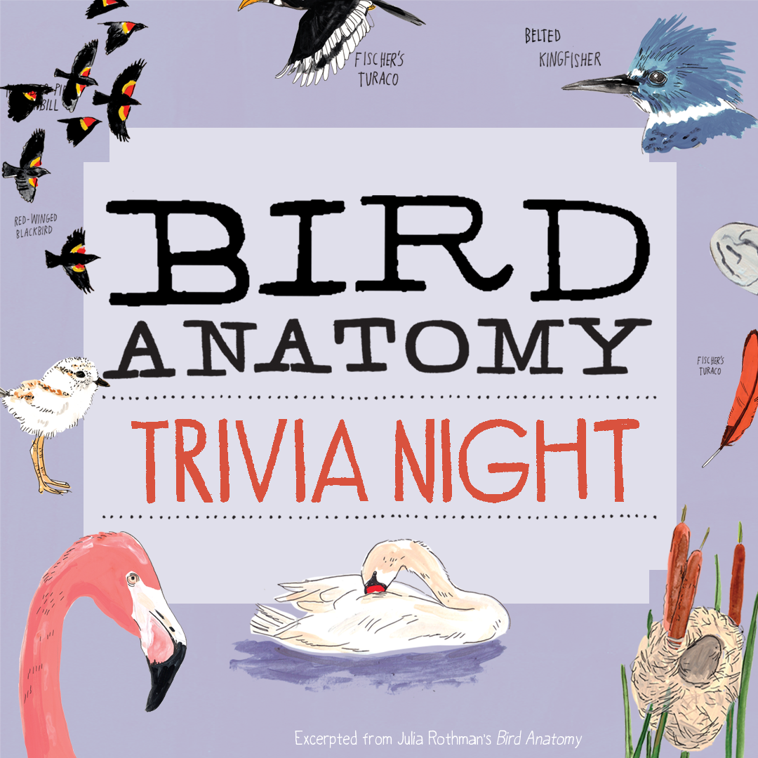 Storey – Julia Rothman Bird Anatomy Trivia | Hachette Book Group